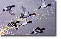 Hunting ducks in France